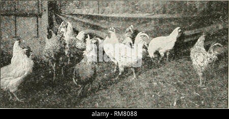 Mixed flock of pure breed chickens in back garden. UK Stock Photo - Alamy