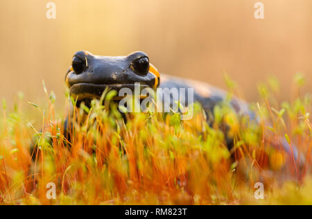 The fire salamander Salamandra salamandra in Czech Republic Stock Photo ...