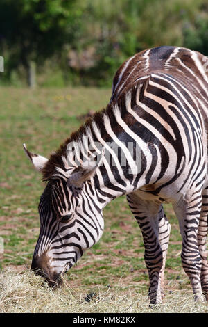 A portrait of a zebra eating hay in a zoo Stock Photo - Alamy
