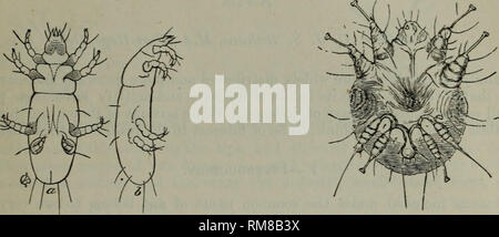 itch mite mites in skin 100x Stock Photo - Alamy