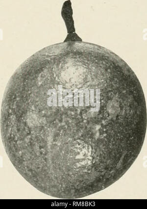 St. Ignatius bean, Strychnos ignatii. Handcoloured lithograph by ...