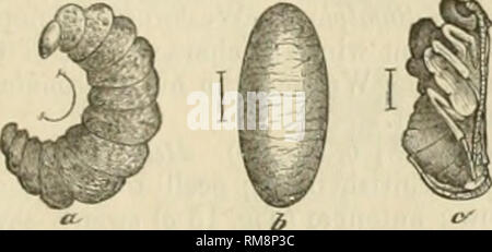 Parasite in jars Stock Photo - Alamy
