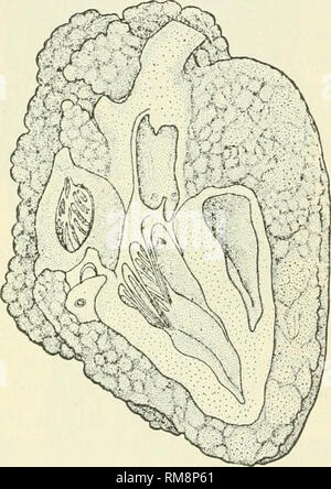 Tubercle bacilli in cow's milk;Tubercle bacteria in cow's milk, 1905 ...