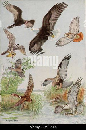 fish hawk not working