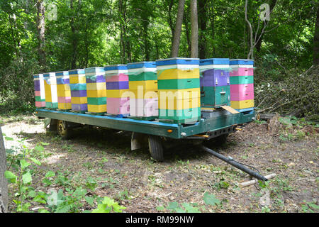Hives in an apiary truck with bees flying around, working Stock Photo ...