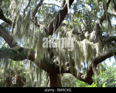 SPANISH MOSS FLORIDA MOSS LONG MOSS TILLANDSIA USNEOIDES FLORIDA Stock ...