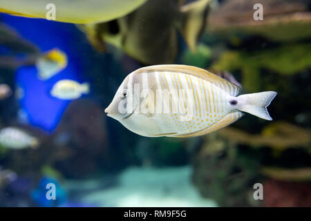 Exotic tropical fish at the Ripley's Aquarium of Canada on 21 December ...