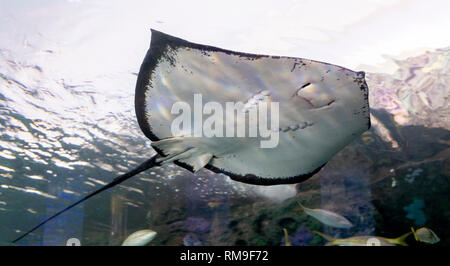 Roughtail Ray swimming in blue waters at Ripley's Aquarium, in Toronto ...
