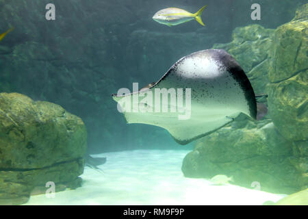 Roughtail Ray swimming in blue waters at Ripley's Aquarium, in Toronto ...