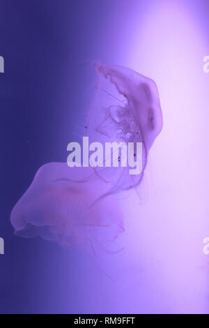 Moon Jellyfish (Aurelia Aurita) gently floating in the kreisel tank, at ...