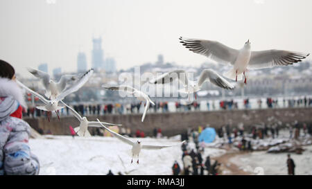 Qingdao, Qingdao, China. 14th Feb, 2019. Qingdao, CHINA-The snow ...