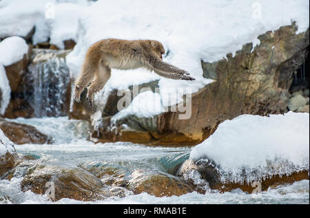 Japanese macaque in jump. Macaque jumps through a natural hot spring ...