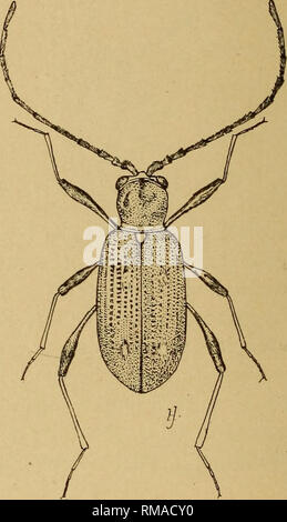 Common spider beetle, White-marked Spider Beetle, Whitemarked Spider ...