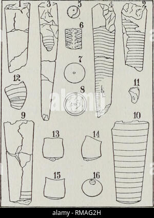 Orthoceras sp. 1 Stock Photo - Alamy