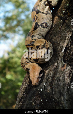 Boa Constrictor Boa constrictor Mexico Stock Photo - Alamy