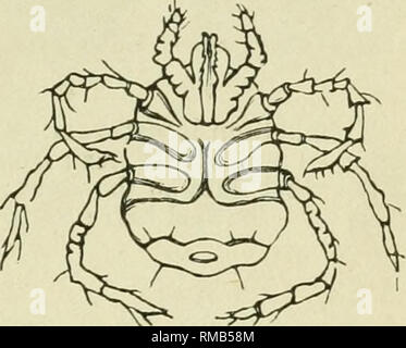 Trombidium and tetranychus telarius Stock Photo - Alamy