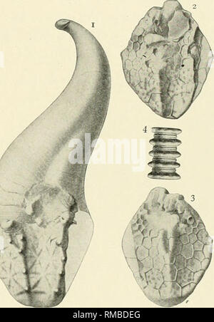 Internal cast of a gastropod Stock Photo - Alamy