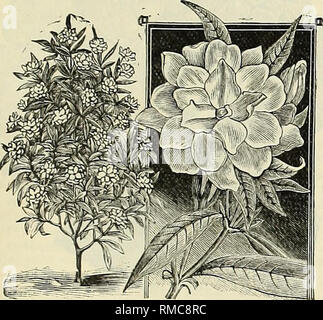 Green Wild Rubber Fig Fruit (Ficus polita Stock Photo - Alamy