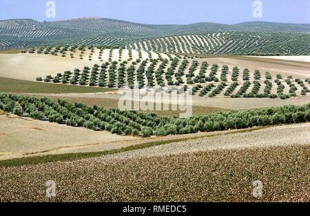 Typical Andalusian countryside between Seville and Cordoba with olive ...