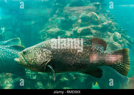 Giant Grouper Epinephelus lanceolatus with Reef Fish at SS Yongala ...
