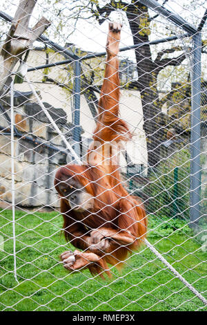 Beautiful Germany Zoo view of monkey with food Stock Photo - Alamy
