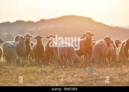 Flock of sheep at sunset with warm lens flare Stock Photo - Alamy