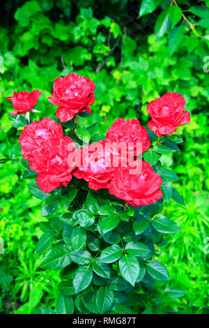 A closeup of beautiful roses growing in a garden on a sunny day Stock ...
