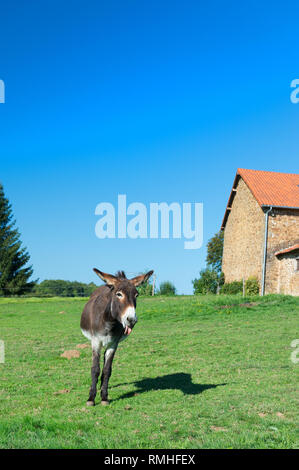 Donkey in meadows in front of the farm Stock Photo - Alamy
