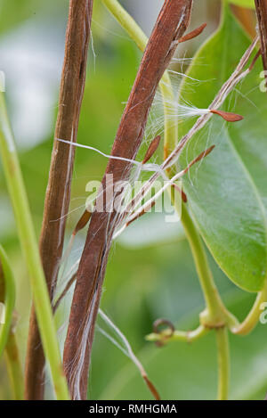 Mandevilla syn. Dipladena seed pods & seeds Stock Photo - Alamy