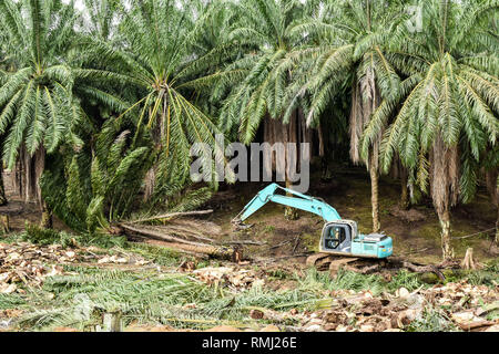 The Excavator fell and chip palm trees into slice for replanting Stock ...