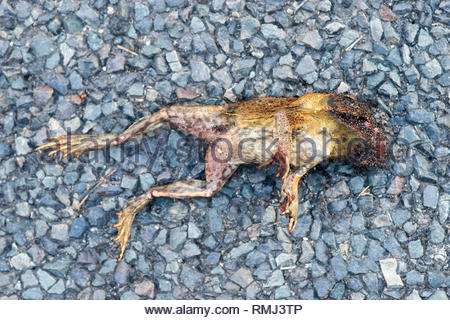 Cane toad (Rhinella marina) covered in crude oil and run over on a ...