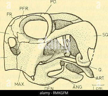 Lystrosaurus skull Stock Photo: 216097620 - Alamy