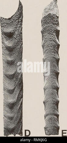 Baculites compressus Say Stock Photo - Alamy