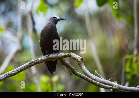 Lesser Noddy (Anous tenuirostris tenuirostris) in flight over the sea ...
