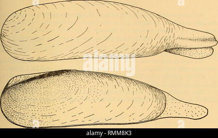 Praia das Conchas Stock Photo - Alamy