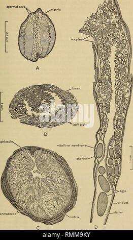 Typhlosole transverse section Stock Photo - Alamy