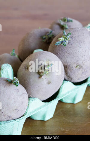 A close up of potatoes chitting in an egg carton Stock Photo - Alamy