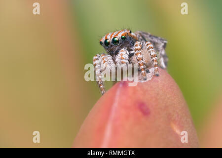A male peacock jumping spider (Maratus anomalus), Australia Stock Photo ...