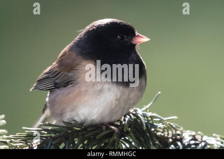 A dark eyed Juno bird in the leaves Stock Photo - Alamy