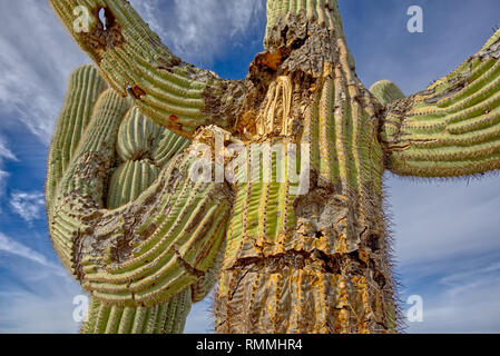 Close up view of broken cactus being cut from the main plant to be ...