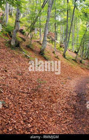 Deciduous forest path on the summer foggy day Stock Photo - Alamy