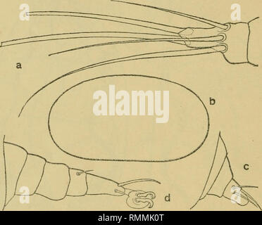 Tracheal mite - Acarapis woodi Stock Photo - Alamy