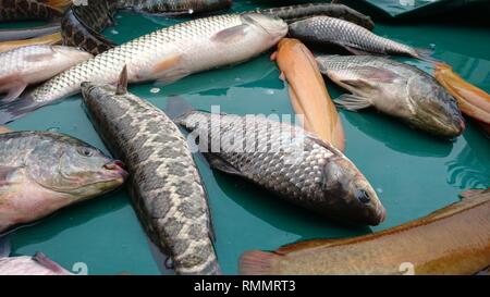 Seafish for sale at the seafood market Stock Photo - Alamy