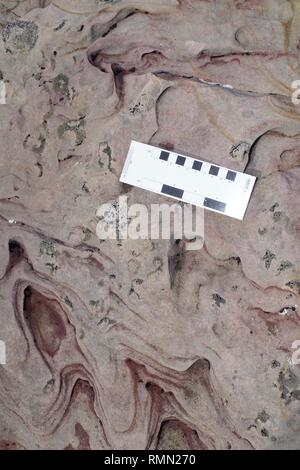 Convolute Bedding in Scottish Carboniferous Sandstone Geology Exposed ...