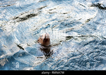 Zoo animals in copenhagen Denmark Stock Photo - Alamy