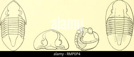 Isotelus gigas DeKay Stock Photo - Alamy