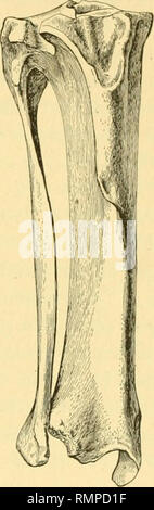 Anterior and posterior view of the tibia and fibula with labeling Stock ...