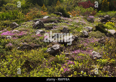 decorative alpine slide, landscape design - decorative plants in the ...