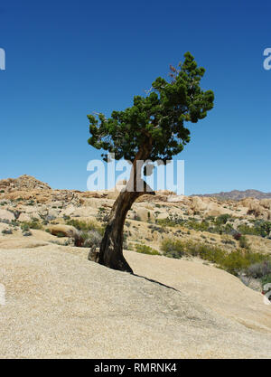 An ancient juniper tree in the Mojave desert near Joshua tree standing ...