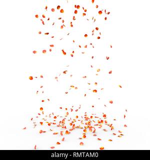Small rose petals fly and fall to the floor. Isolated white background ...